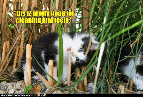 Flossing for kitties.. - Lolcats - lol | cat memes | funny cats | funny ...