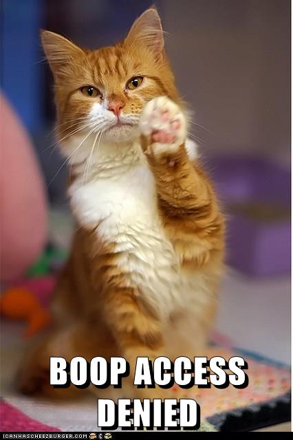 BOOP ACCESS DENIED - Lolcats - lol | cat memes | funny cats | funny cat ...