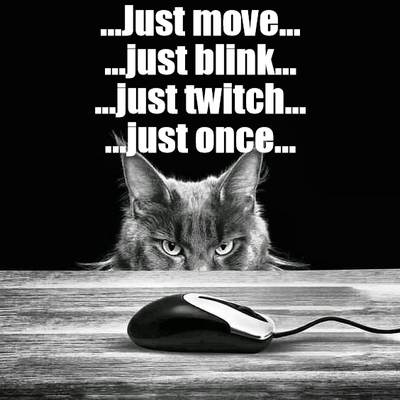 Don't move, PC Mouse, you in danger! - Lolcats - lol | cat memes ...