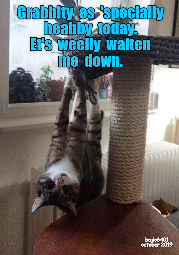 THE PULL IS TOO GREAT - Lolcats - lol | cat memes | funny cats | funny ...