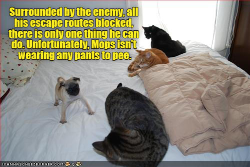 There is only one thing he can do. - Lolcats - lol | cat memes | funny ...