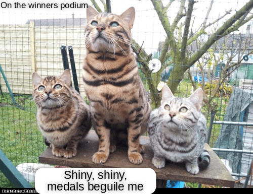 On the winners podium - Lolcats - lol | cat memes | funny cats | funny ...