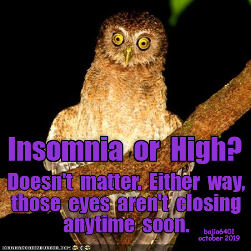 I'M REALLY AWAKE - Animal Comedy - Animal Comedy, funny animals, animal ...