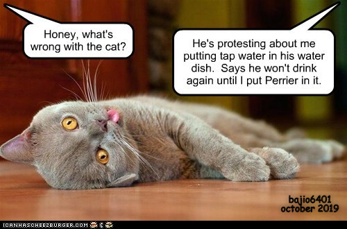 AND A DARN GOOD PROTEST IT IS - Lolcats - lol | cat memes | funny cats ...