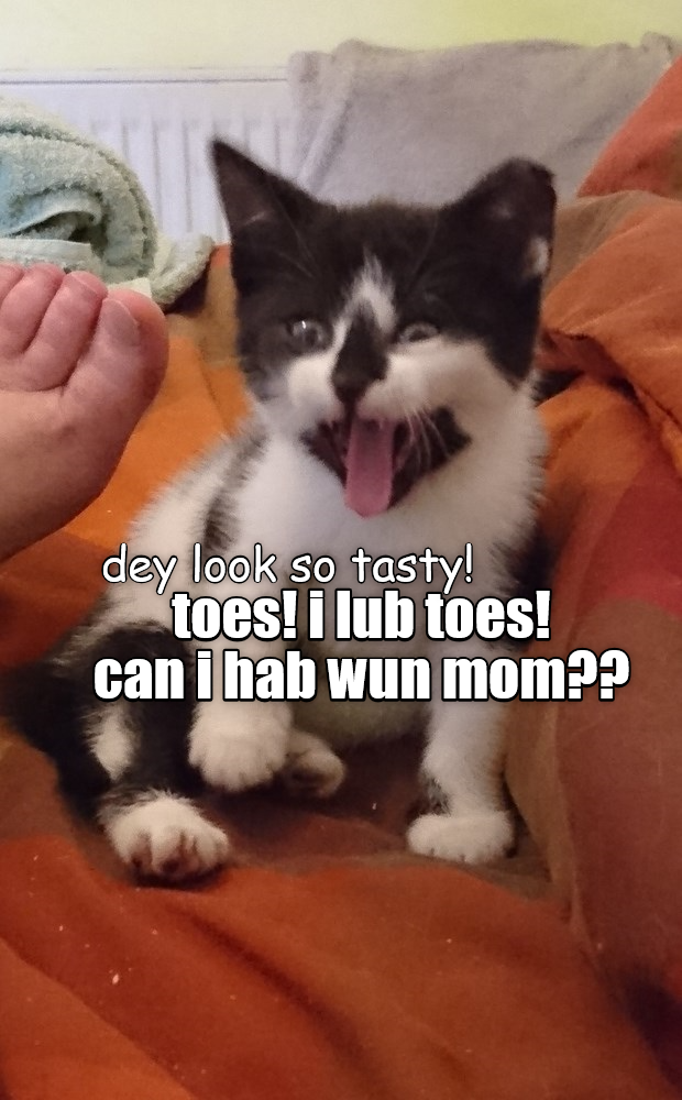 So tasty - Lolcats - lol | cat memes | funny cats | funny cat pictures ...