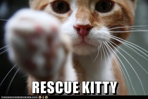 RESCUE KITTY - Lolcats - lol | cat memes | funny cats | funny cat ...