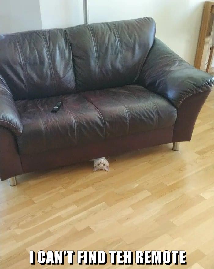 I CAN'T FIND TEH REMOTE - Lolcats - lol | cat memes | funny cats ...