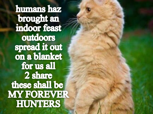 Some Cats Pick Their Humans - Lolcats - lol | cat memes | funny cats ...