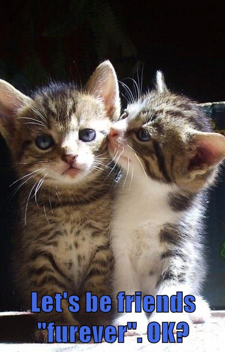 Let's be friends "furever". OK? - Lolcats - lol | cat memes | funny ...