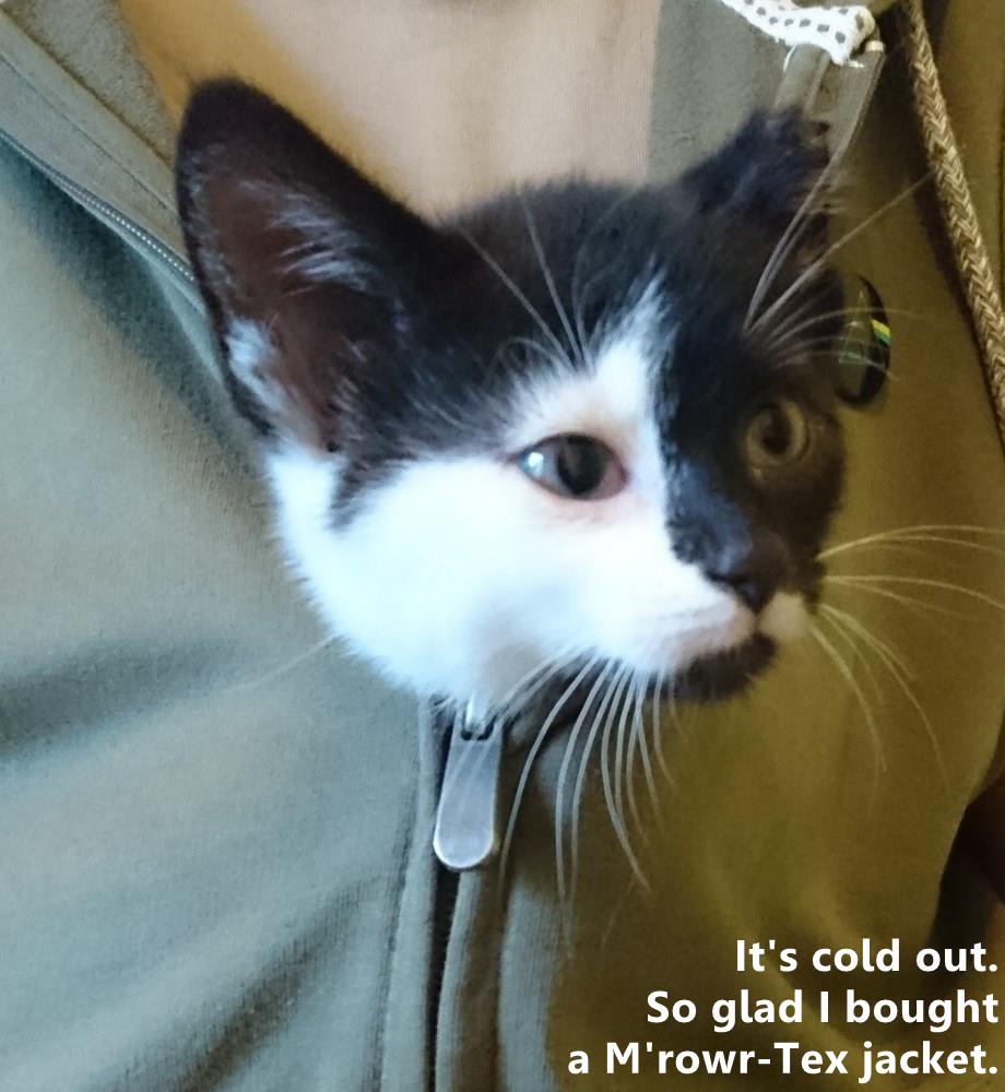 It's cold - Lolcats - lol | cat memes | funny cats | funny cat pictures ...