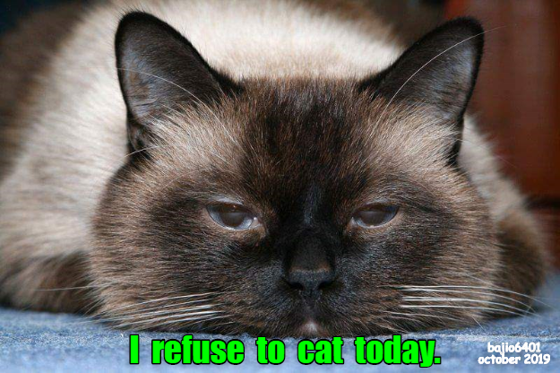 NO HOW, NO WAY - Lolcats - lol | cat memes | funny cats | funny cat ...