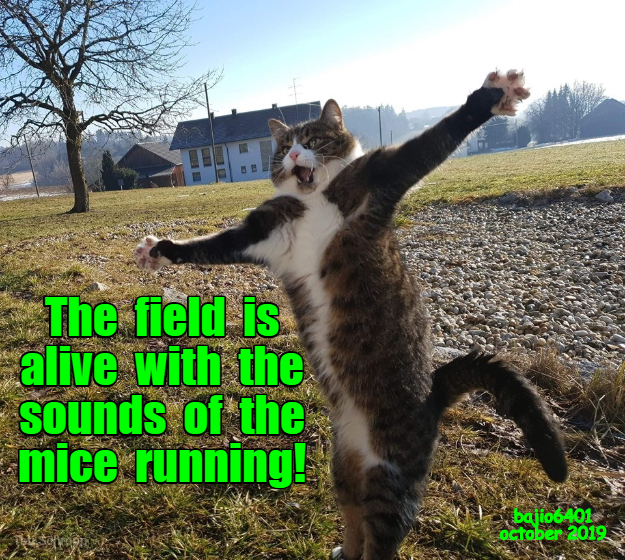 AND SO BEGINS THE HUNT - Lolcats - lol | cat memes | funny cats | funny ...