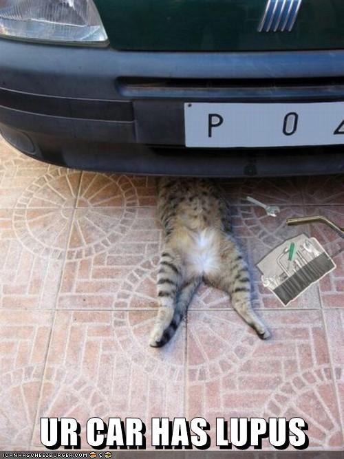 UR CAR HAS LUPUS - Lolcats - lol | cat memes | funny cats | funny cat ...