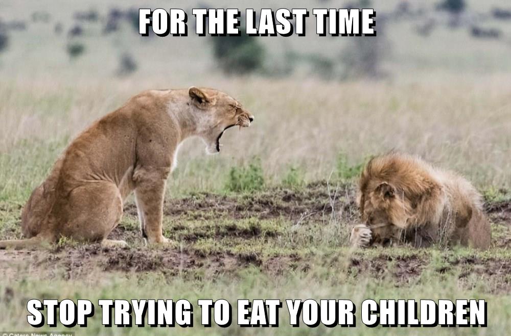 FOR THE LAST TIME STOP TRYING TO EAT YOUR CHILDREN - Animal Comedy ...