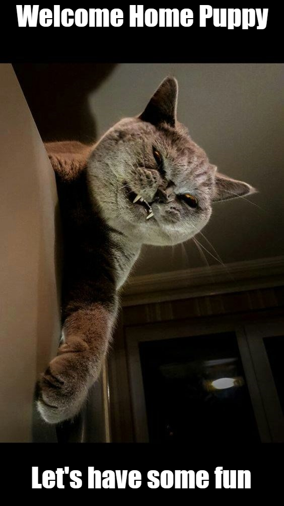 I am going to enjoy this - Lolcats - lol | cat memes | funny cats ...