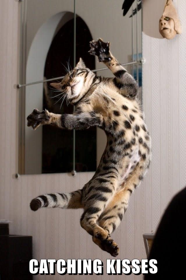 CATCHING KISSES - Lolcats - lol | cat memes | funny cats | funny cat ...