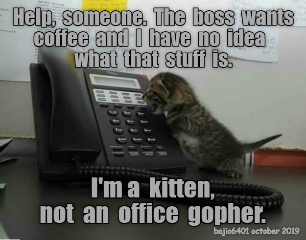 I'M NOT A RECEPTIONIST EITHER - Lolcats - lol | cat memes | funny cats ...
