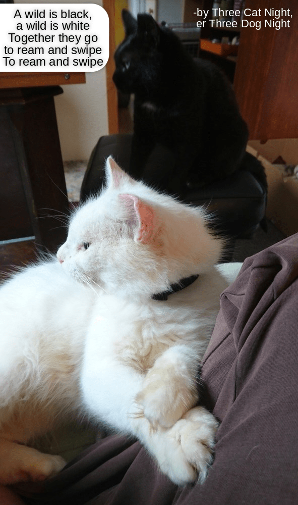 TTO "Black And White" by Three Dog Night - Lolcats - lol | cat memes ...