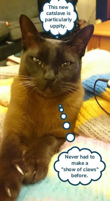 Show 'em who's boss - Lolcats - lol | cat memes | funny cats | funny ...