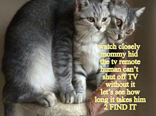 Fun Filled Evening = Sleep Deprived Human - Lolcats - lol | cat memes ...