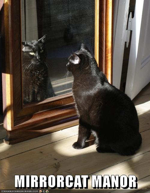 MIRRORCAT MANOR - Lolcats - lol | cat memes | funny cats | funny cat ...