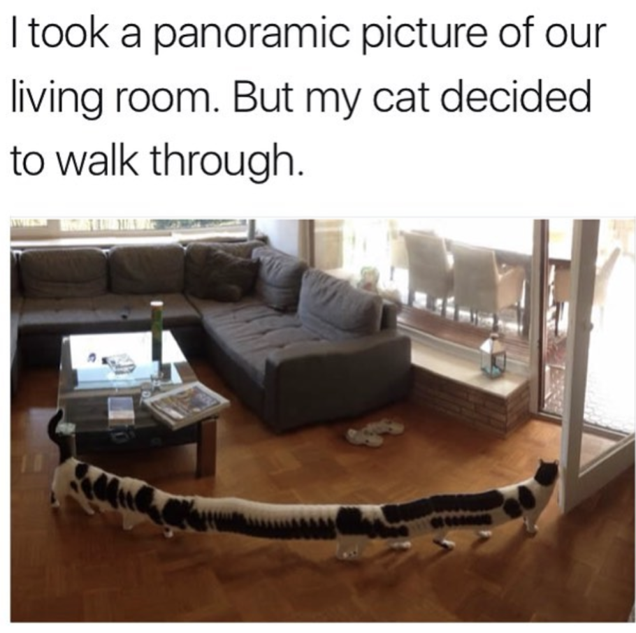 Cats - Memebase - Funny Memes