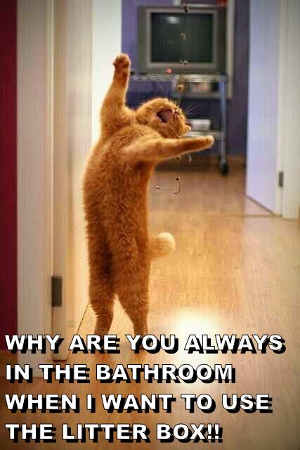 GET OUT!! - Lolcats - lol | cat memes | funny cats | funny cat pictures ...