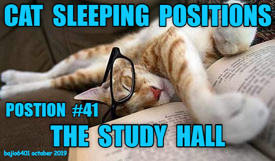THE GUIDE TO CAT SLEEPING POSITIONS - Lolcats - lol | cat memes | funny ...