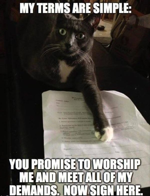 Sign Here - Cat Meme Of The Decade - lol | cat memes | funny cats ...