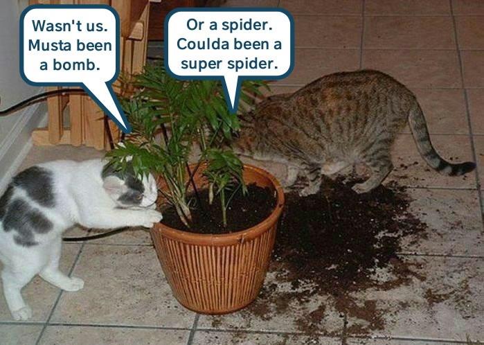 Beware the mighty arachnid - Lolcats - lol | cat memes | funny cats ...