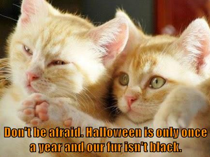 Don't be afraid - Lolcats - lol | cat memes | funny cats | funny cat ...