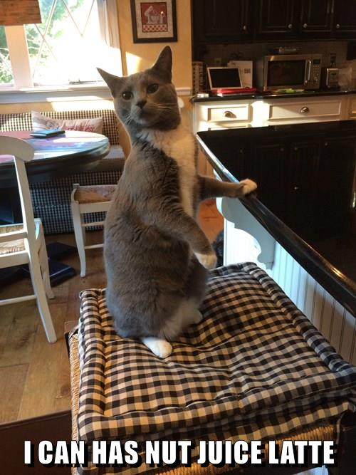 I CAN HAS NUT JUICE LATTE - Lolcats - lol | cat memes | funny cats ...