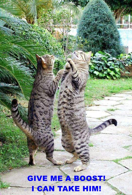 GIVE ME A BOOST! - Lolcats - lol | cat memes | funny cats | funny cat ...