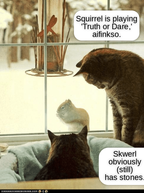 Nuts or got nuts? - Lolcats - lol | cat memes | funny cats | funny cat ...