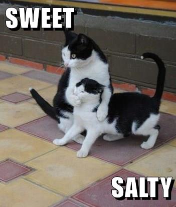 SWEET & SALTY - Lolcats - lol | cat memes | funny cats | funny cat ...