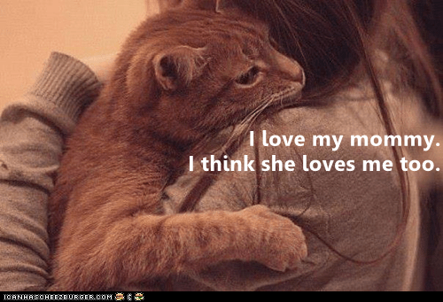 Love - Lolcats - lol | cat memes | funny cats | funny cat pictures with ...