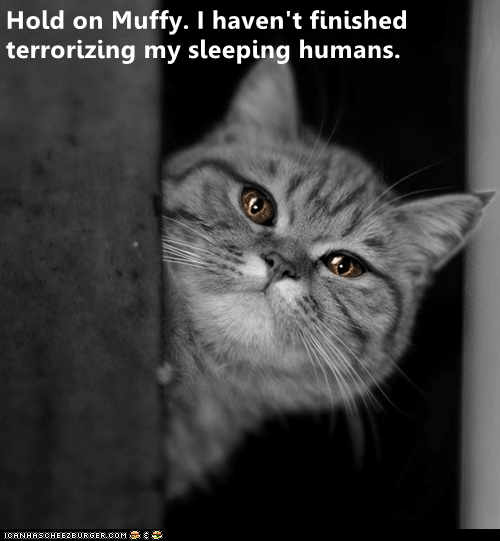 Hold on Muffy - Lolcats - lol | cat memes | funny cats | funny cat ...