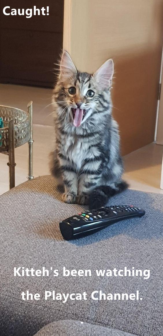 Caught! - Lolcats - lol | cat memes | funny cats | funny cat pictures ...