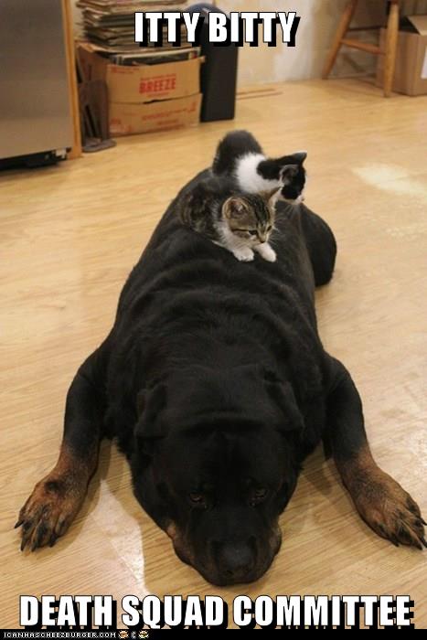 ITTY BITTY DEATH SQUAD COMMITTEE - Lolcats - lol | cat memes | funny ...