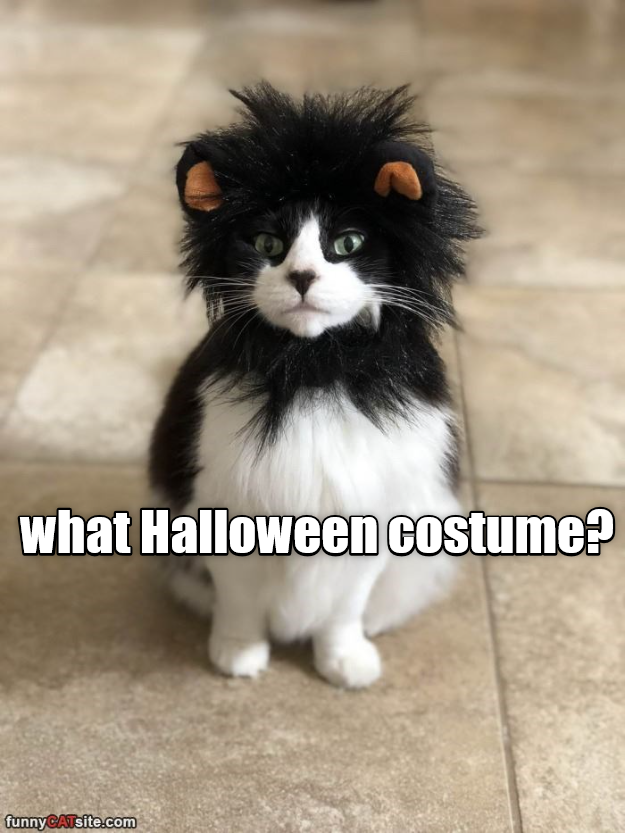 You can take that off, Halloween is over - Lolcats - lol | cat memes ...