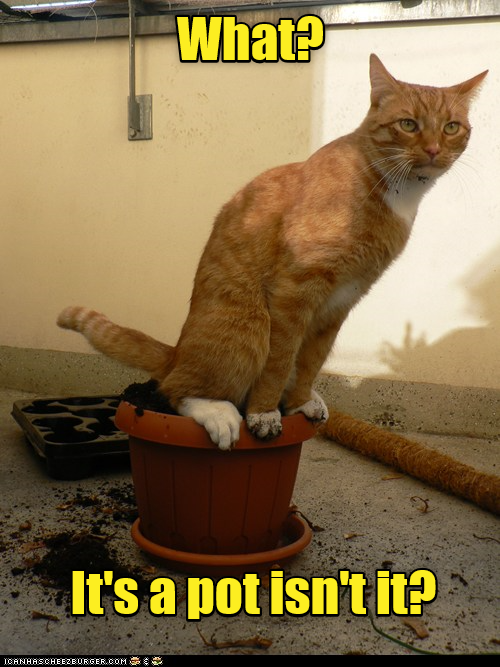 Wrong kind - Lolcats - lol | cat memes | funny cats | funny cat ...