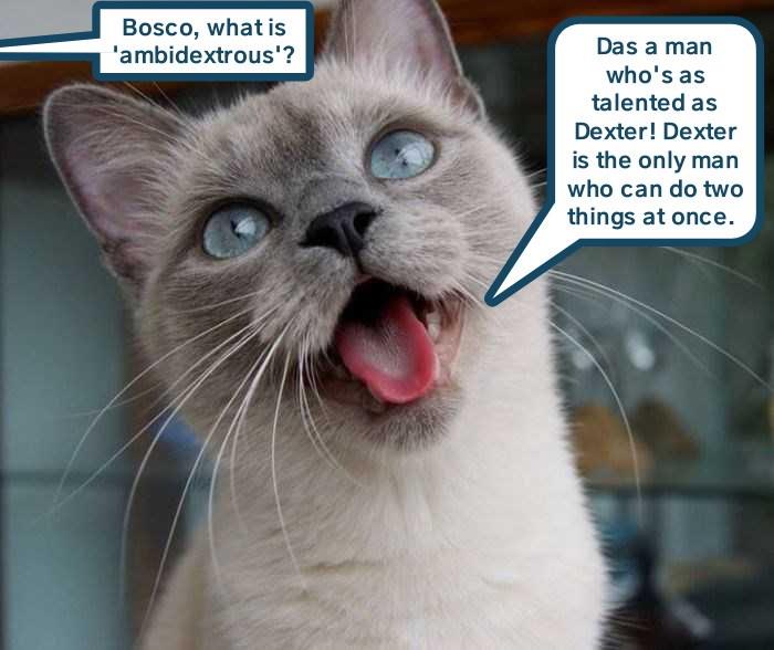 "Ambidextrous,' daffynishun - Lolcats - lol | cat memes | funny cats ...