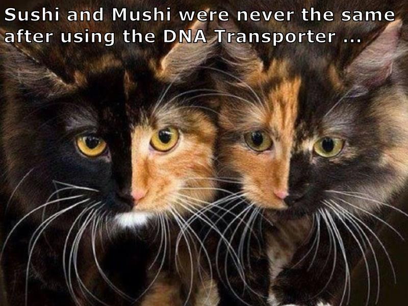 Sushi and Mushi - Lolcats - lol | cat memes | funny cats | funny cat ...