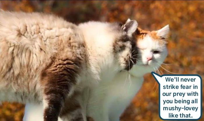 Can love really conquer all? - Lolcats - lol | cat memes | funny cats ...