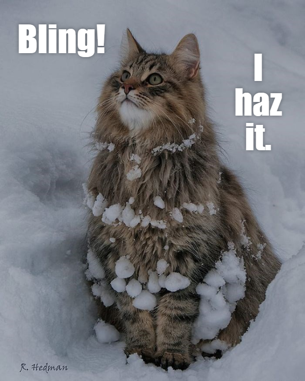 Pearls w/o Oysters. - Lolcats - lol | cat memes | funny cats | funny ...