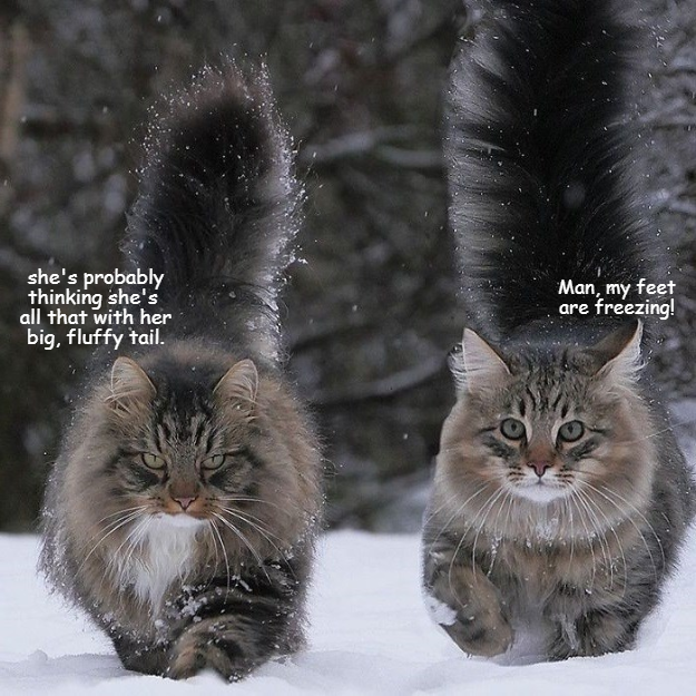 Tail Envy. - Lolcats - lol | cat memes | funny cats | funny cat ...