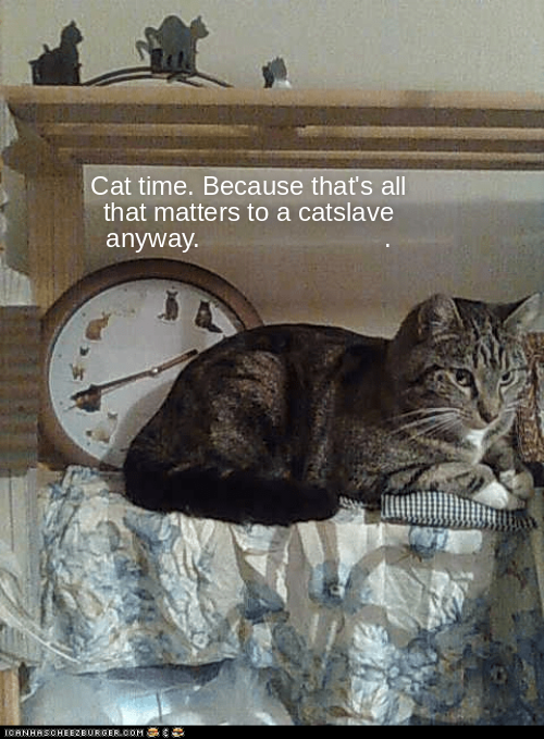 Cat time - Lolcats - lol | cat memes | funny cats | funny cat pictures ...