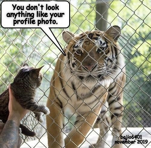 A BAD START TO THE FIRST DATE - Lolcats - lol | cat memes | funny cats ...