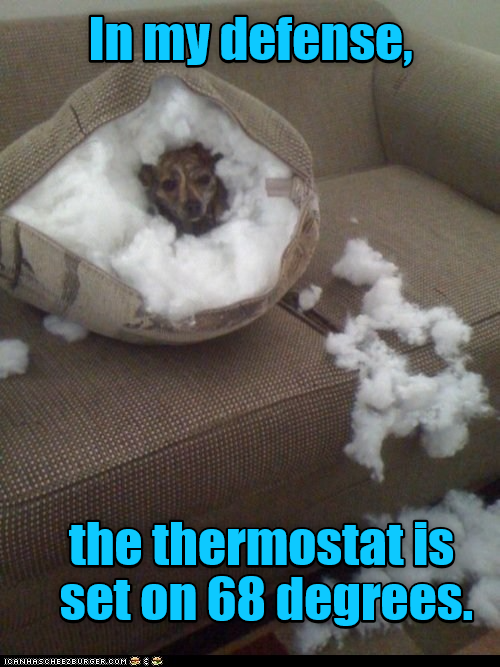 What can I say, I was cold. - I Has A Hotdog - Dog Pictures - Funny ...