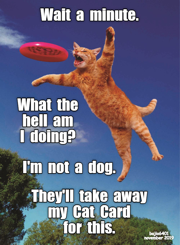 I FORGOT MYSELF FOR A MOMENT THERE - Lolcats - lol | cat memes | funny ...